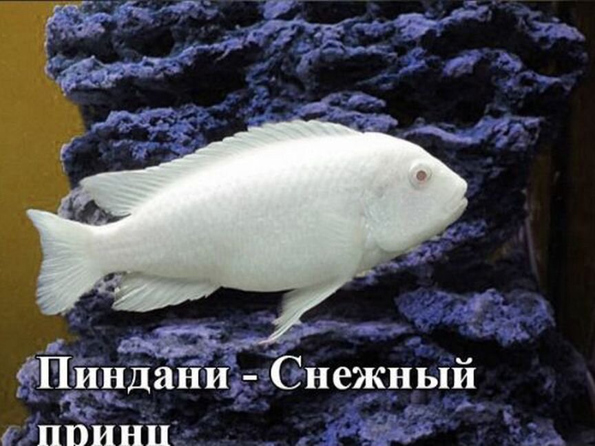 Цихлиды