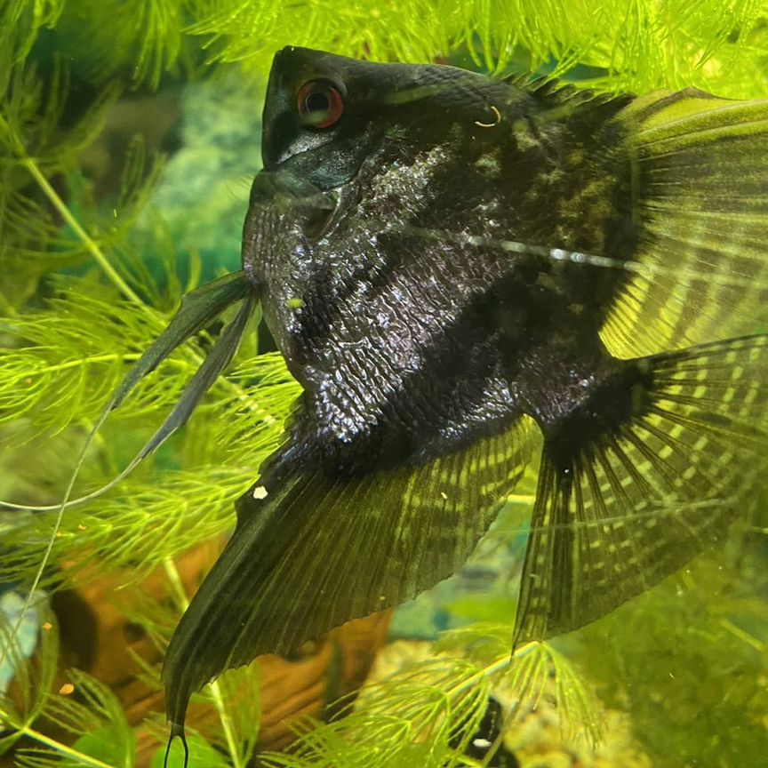 Продам рыбку