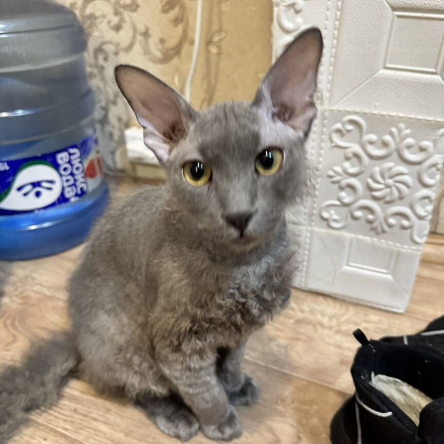 Коты в добрые руки