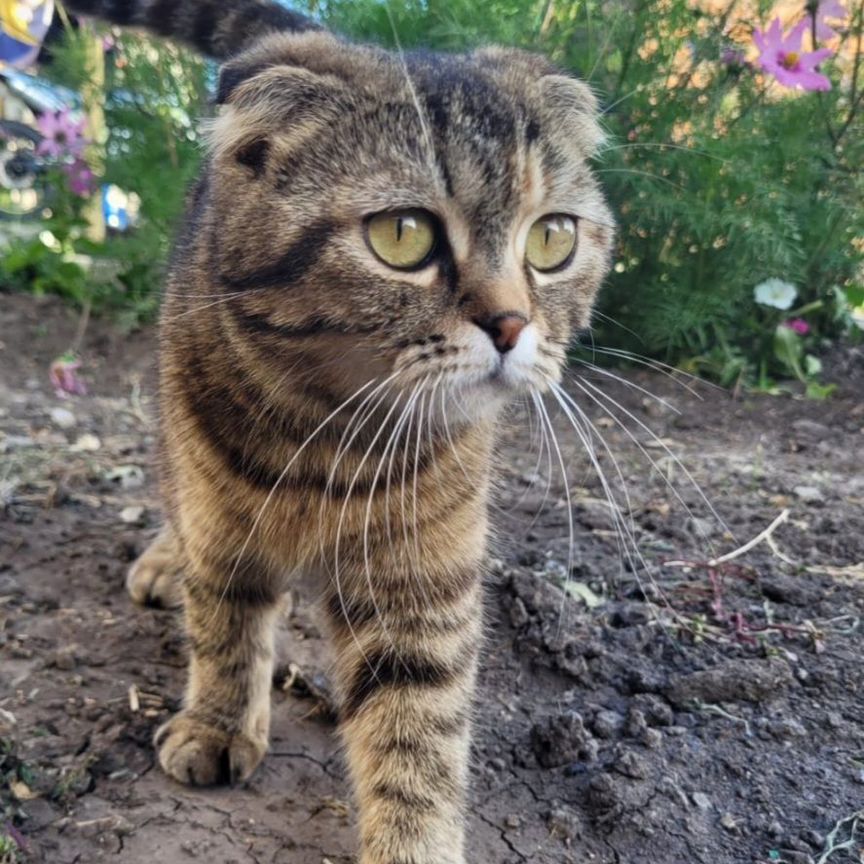 Шотландская вислоухая кошка