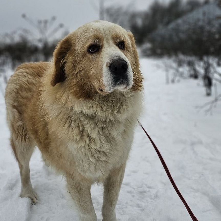 Красавец Грут в добрые руки