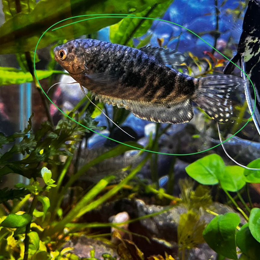 Аквариумные рыбки гурами