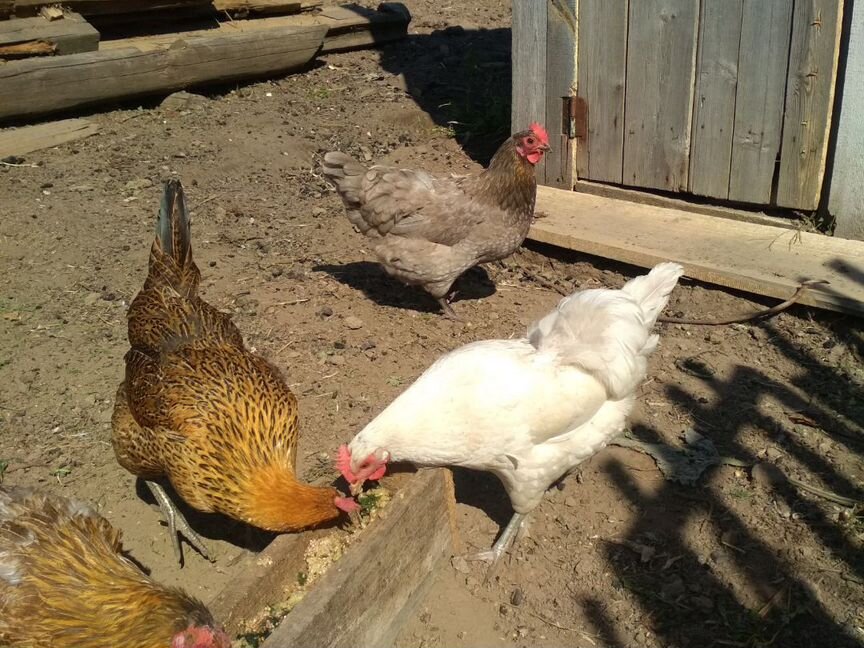 Куры молодки