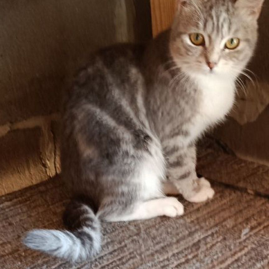 Котёнок в добрые руки