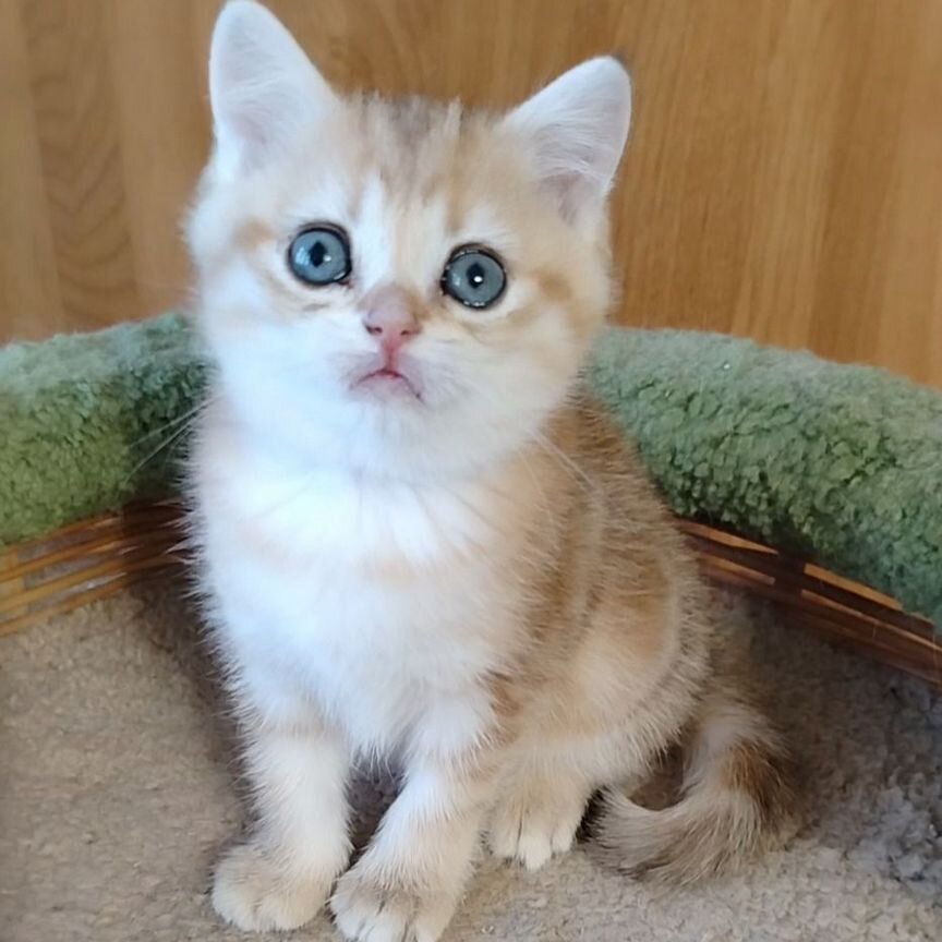 Мраморный золотой котик