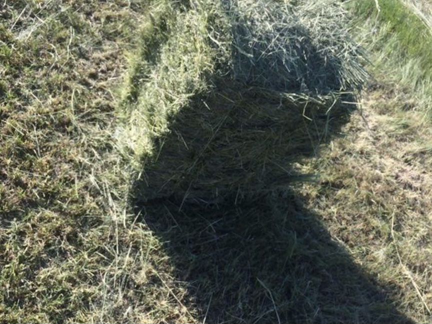 Сено в тюках