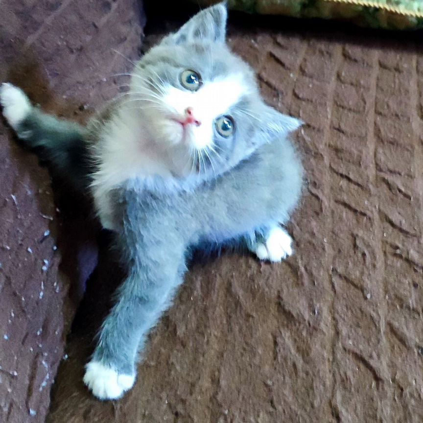 Котята в добрые руки бесплатно мальчик