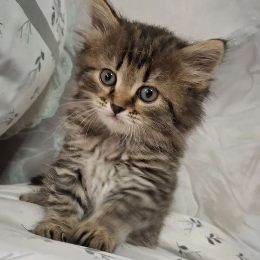Британский длинношёрстный котёнок