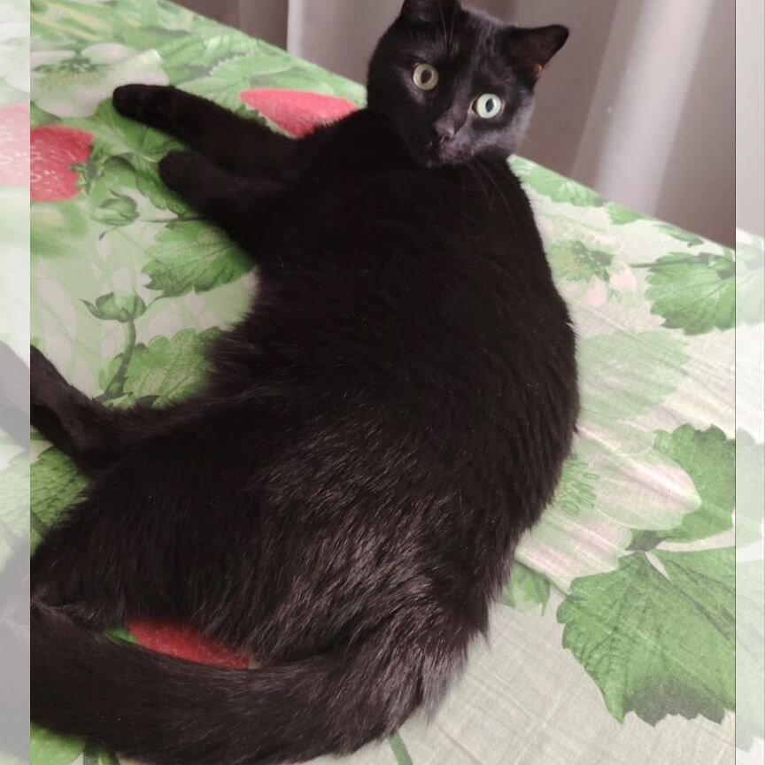 Взрослый кот в добрые руки