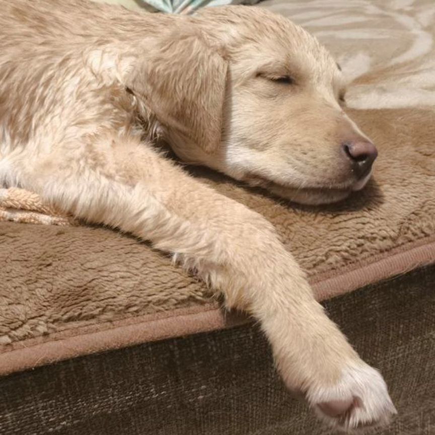 Щенок в добрые руки