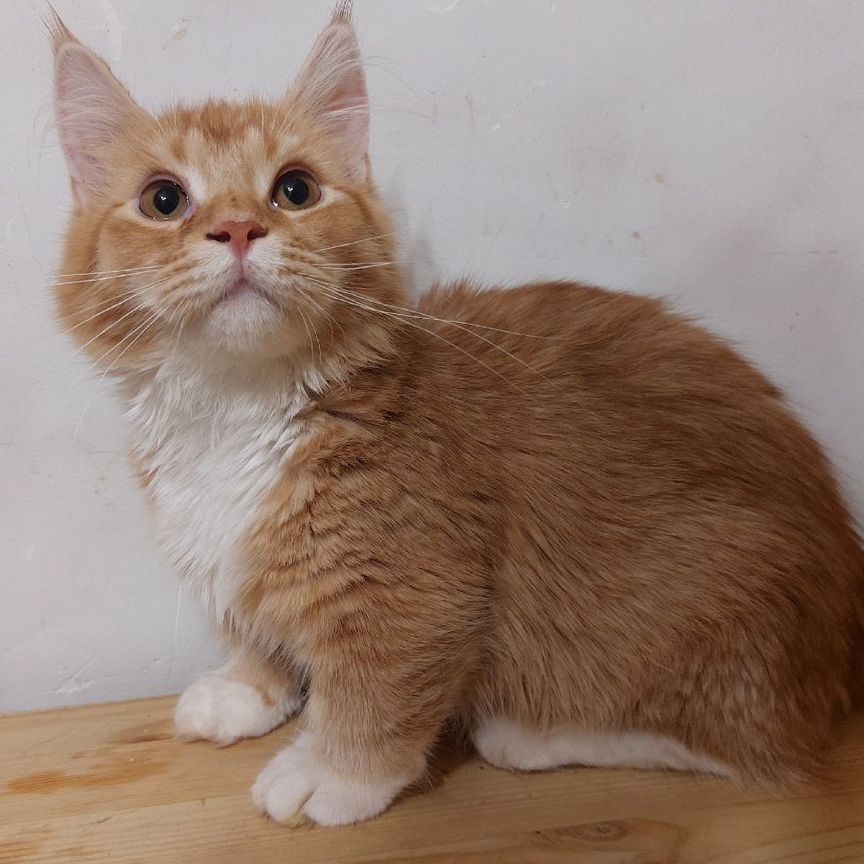 Манчкин котёнок