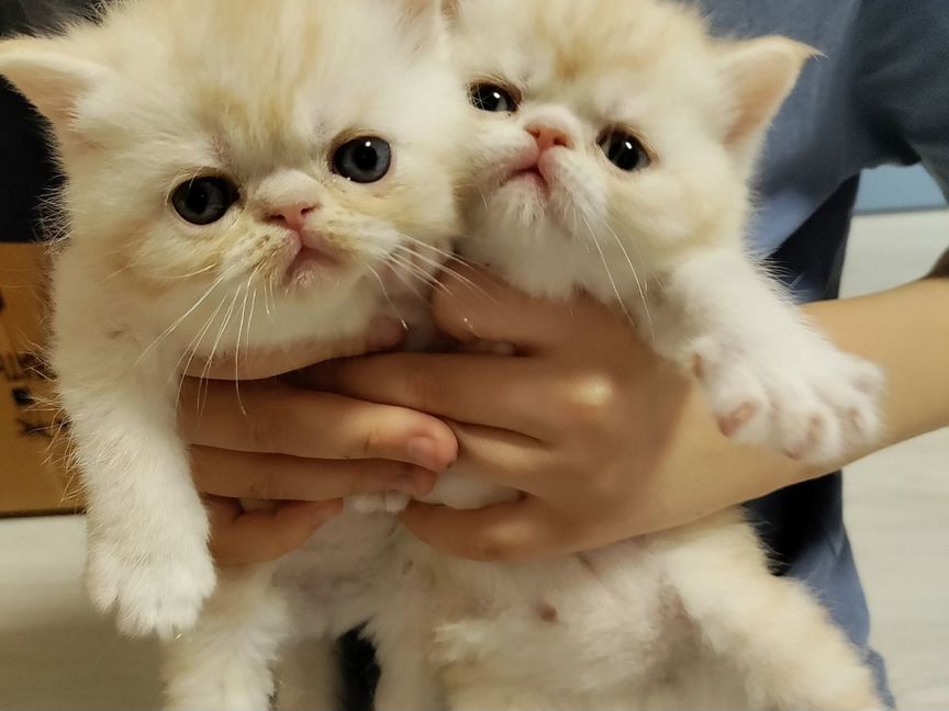 Малыши экзотики