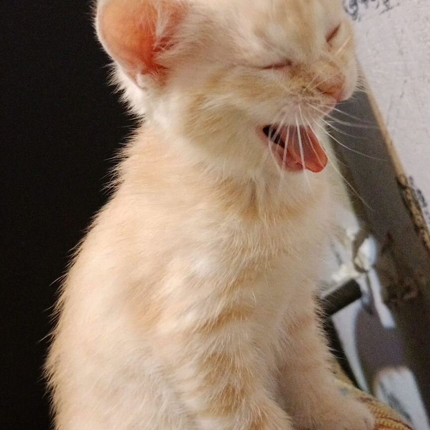 Котёнок светло рыжий в добрые руки