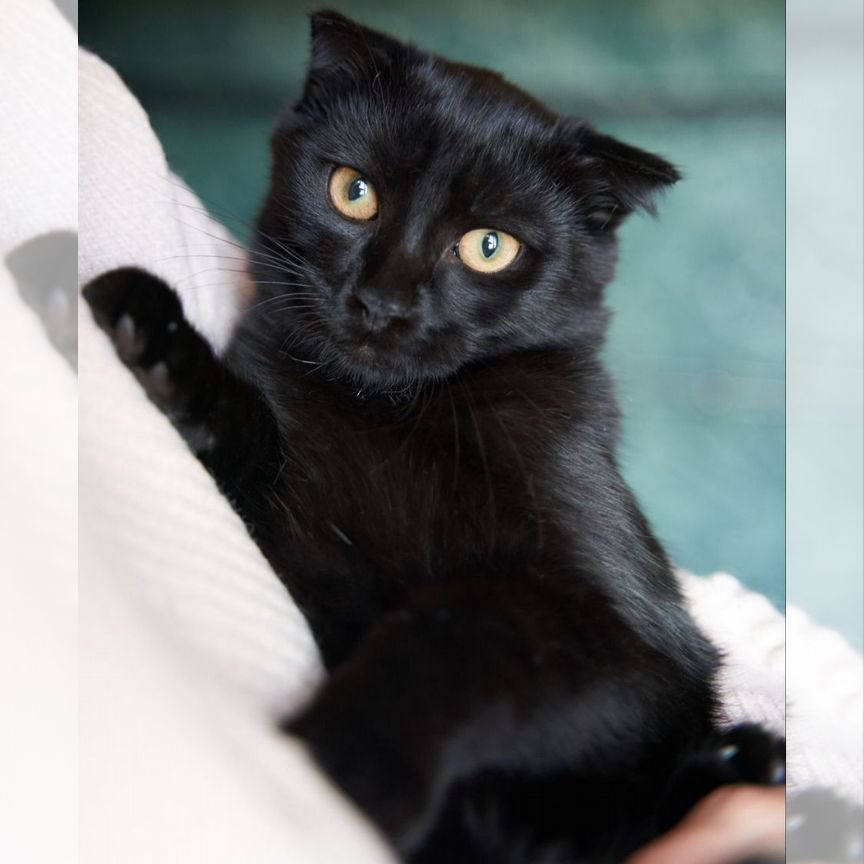 Шотландский вислоухий короткошёрстный котёнок