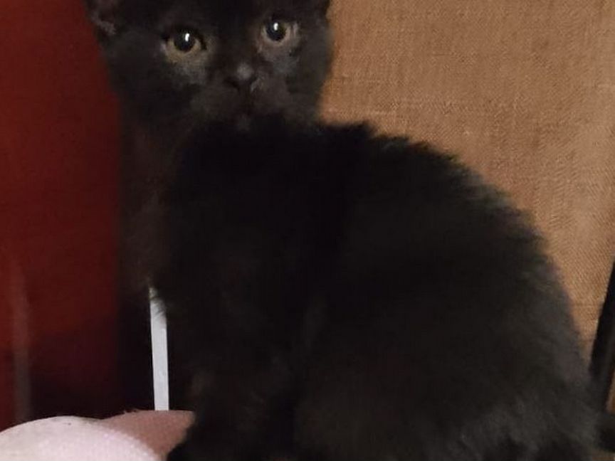 Бомбеи котята