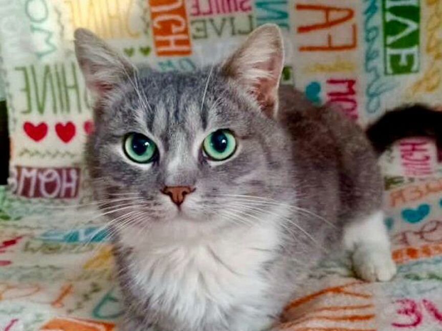 Молодой пушистый котик ищет дом