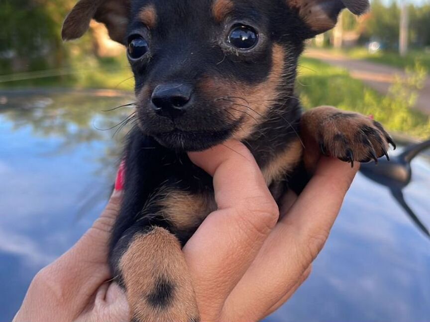 Той-терьер щенки