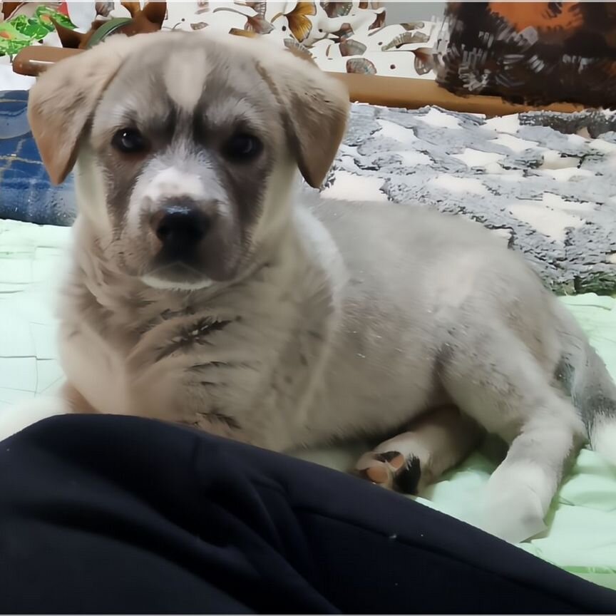 Щенок в добрые руки