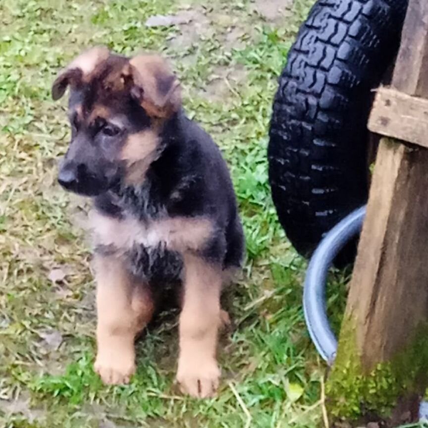 Немецкая овчарка, щенок