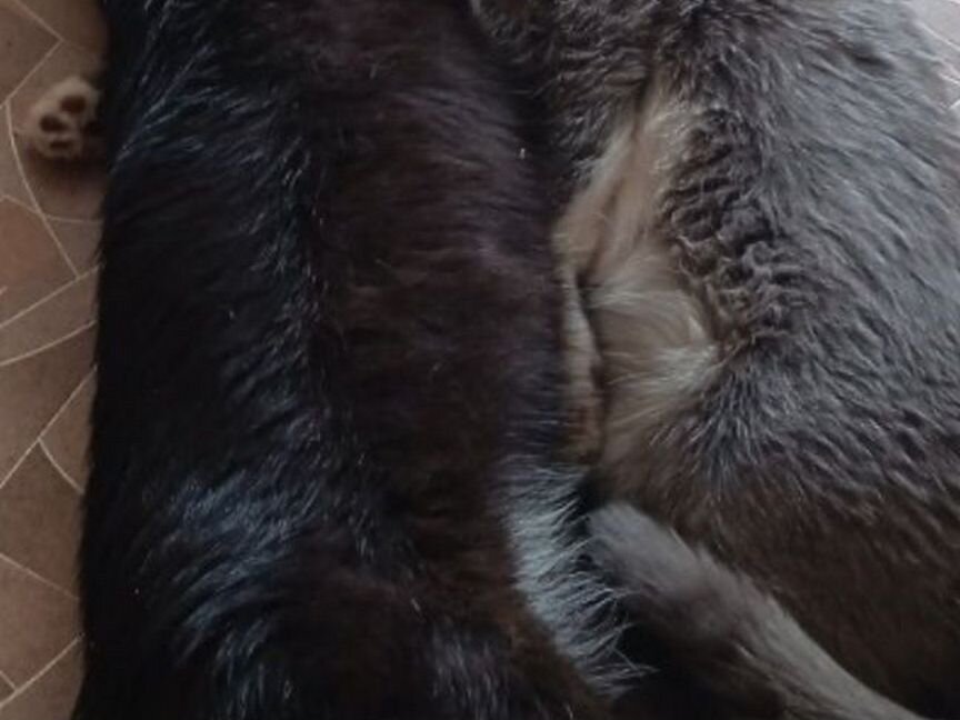 Кошки в добрые руки