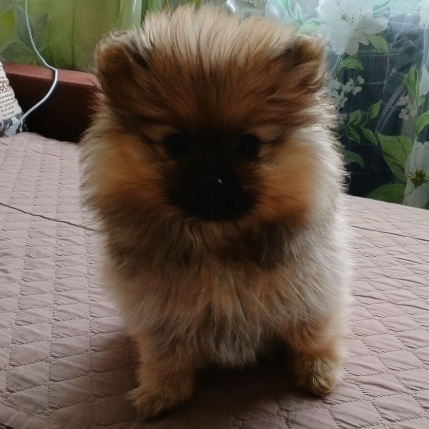 Померанский шпиц, щенок