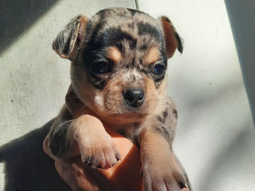 Щенки чихуахуа мини