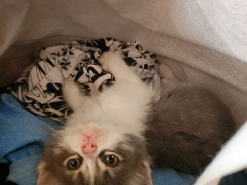 Котята