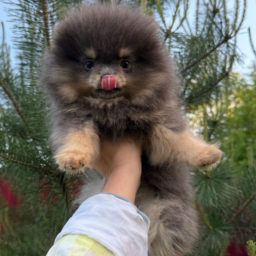 Померанский шпиц, щенок