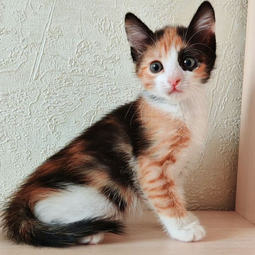 Донской сфинкс котёнок