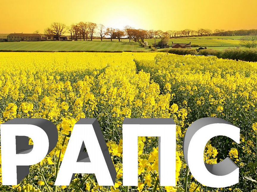 Рапс, кориандр, лен