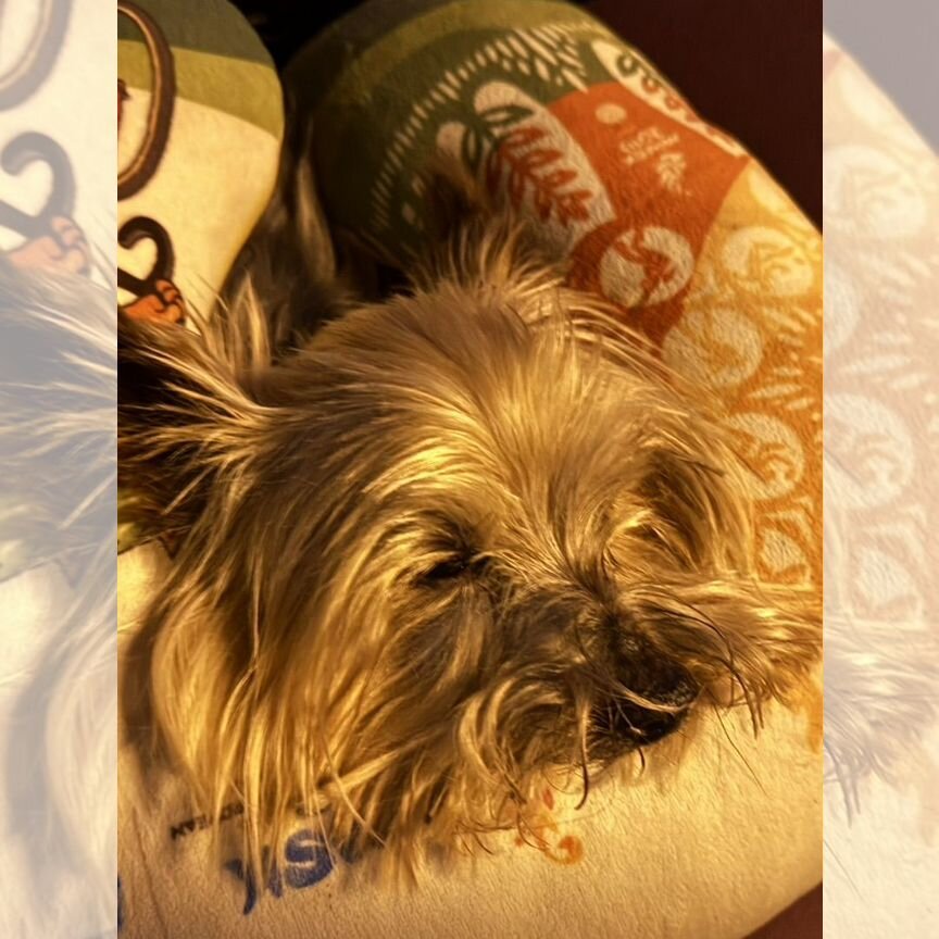 Йоркширский терьер, взрослая собака