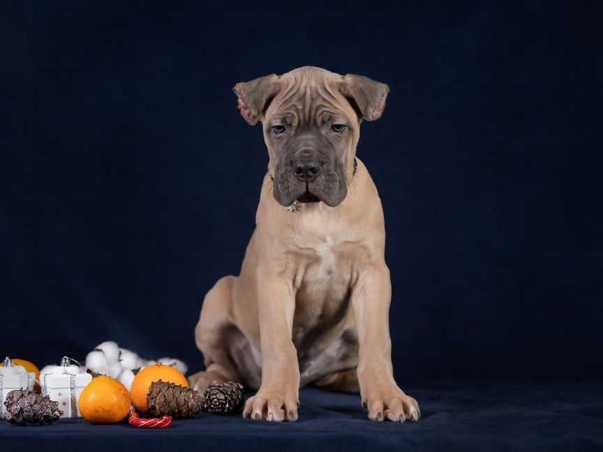 Щенки Кане-Корсо - выбор есть