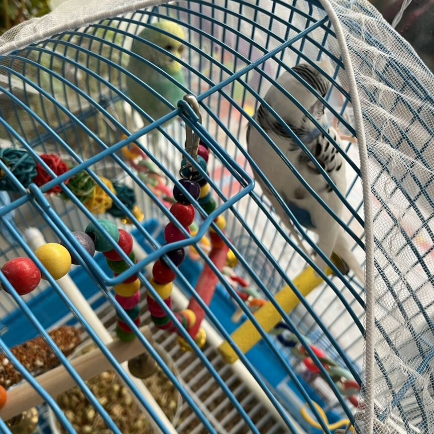 Волнистые попугаи с клеткой