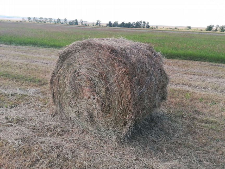 Сено луговое