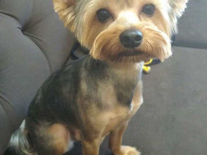 Молодой йоршик приглашает на вязку