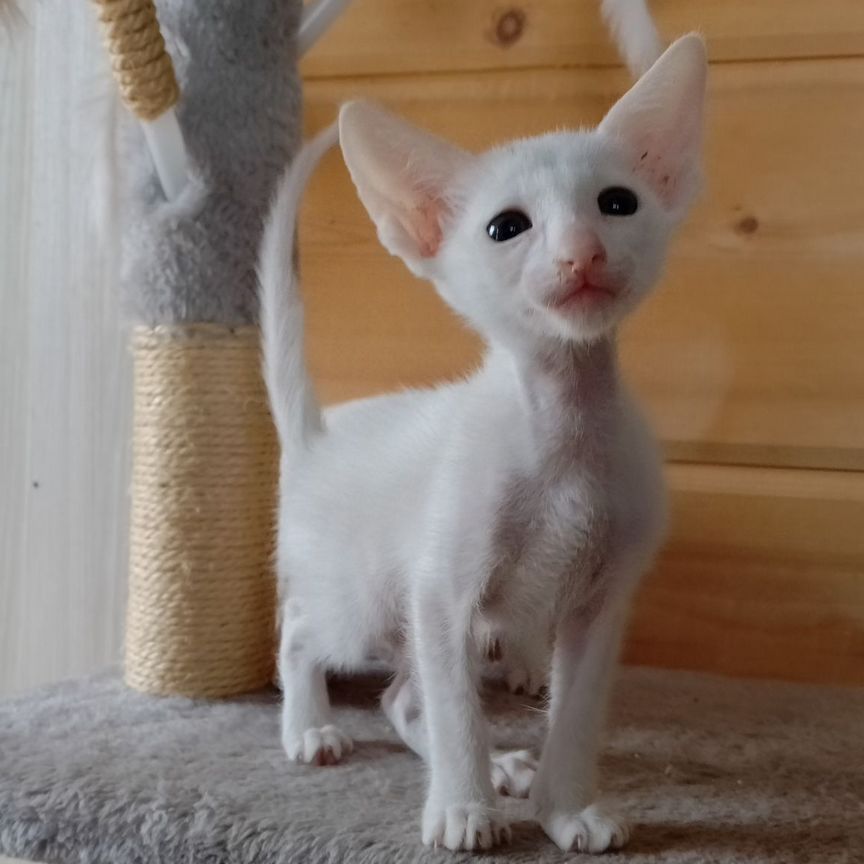 Ориентальный котёнок
