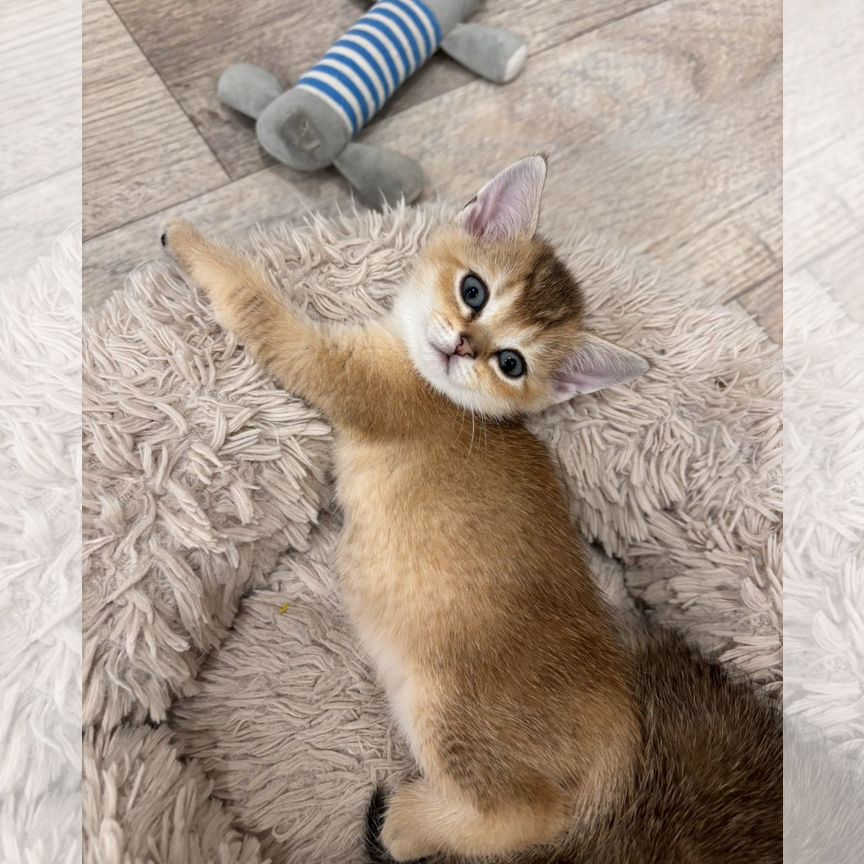 Британский короткошёрстный котёнок