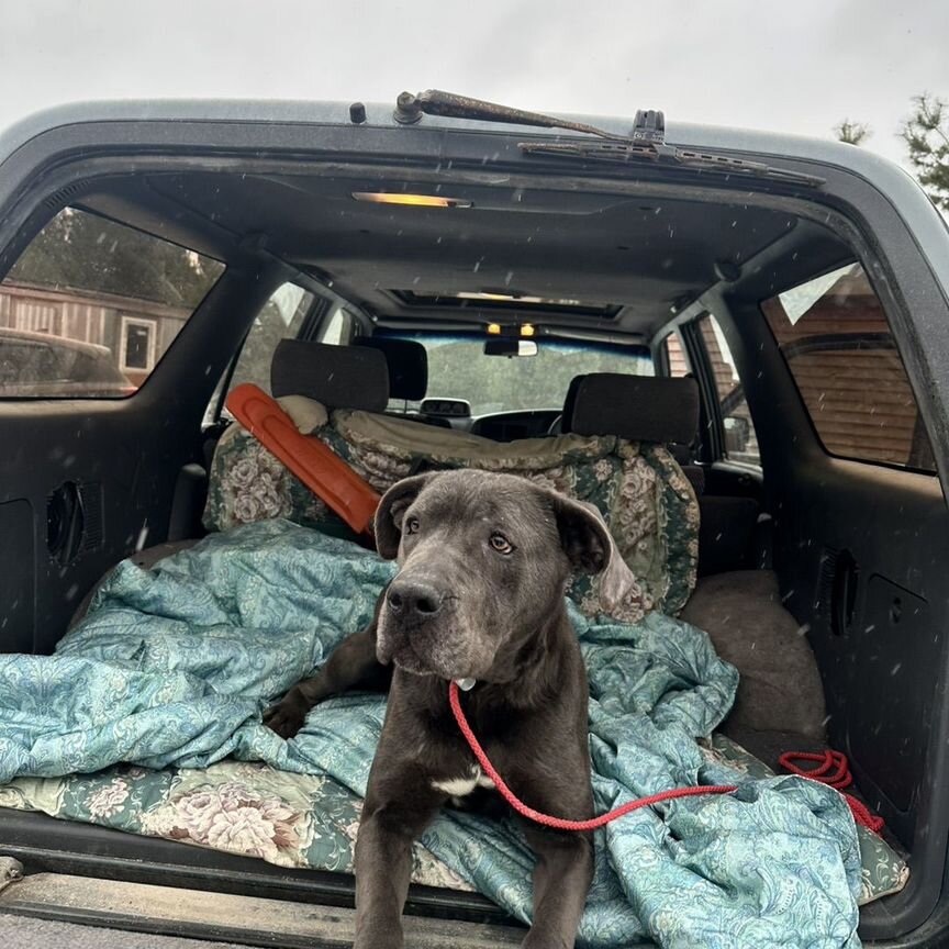 Собака в добрые руки