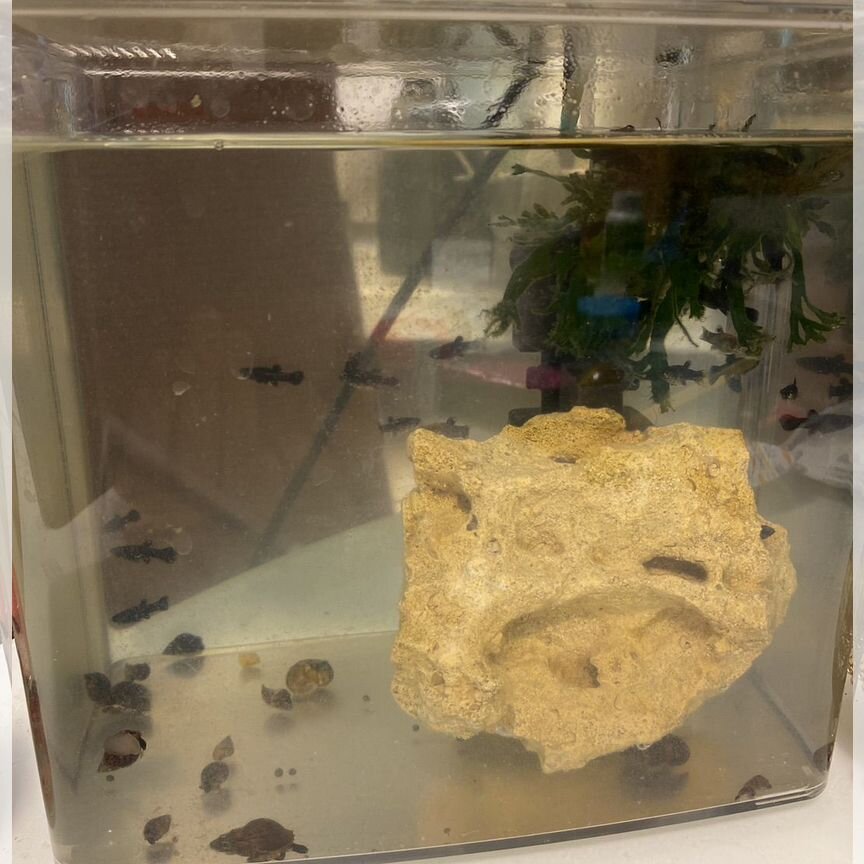 Отдам мальков меченосца