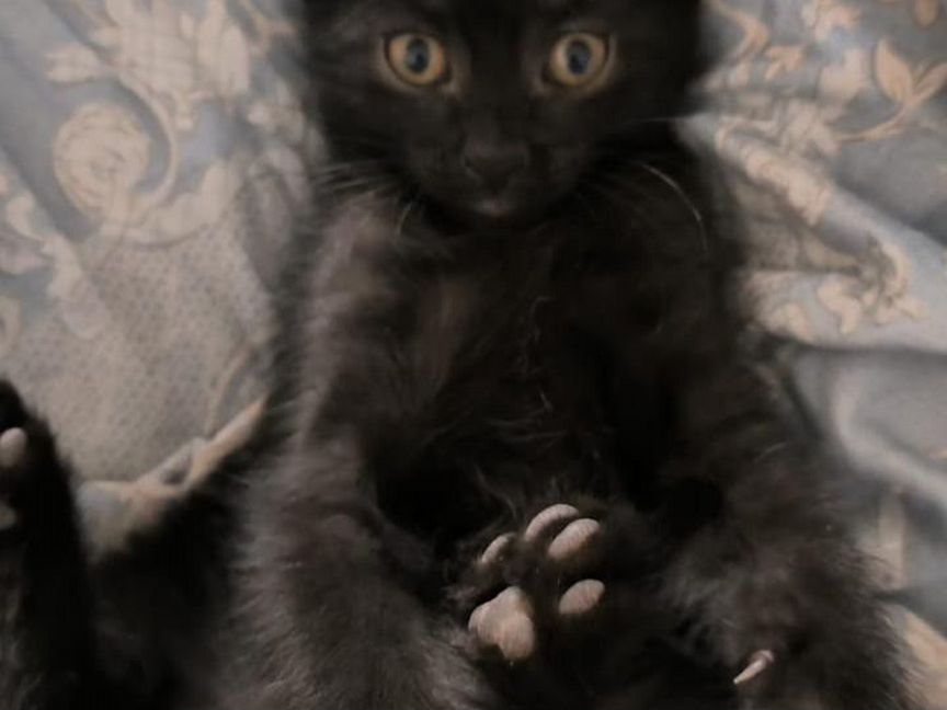 Котенок, бесплатно
