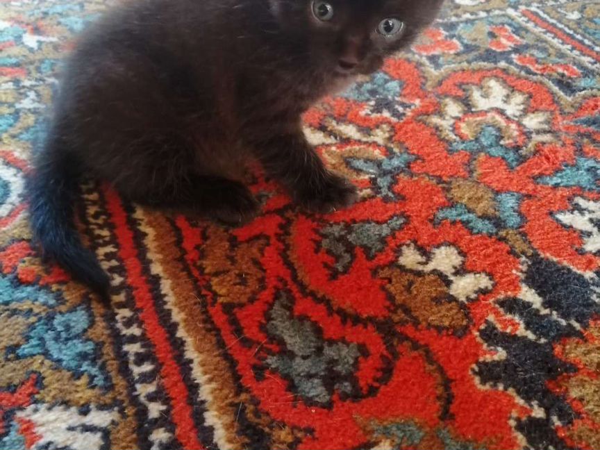 Сибирская кошка