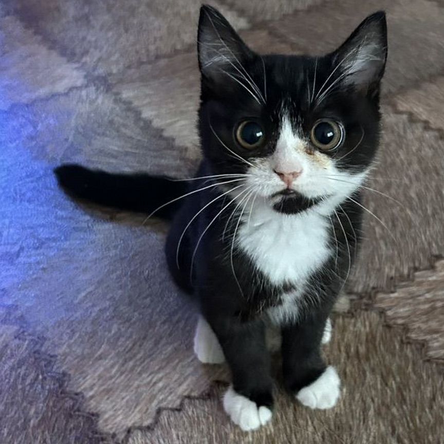 Котенок девочка в добрые руки