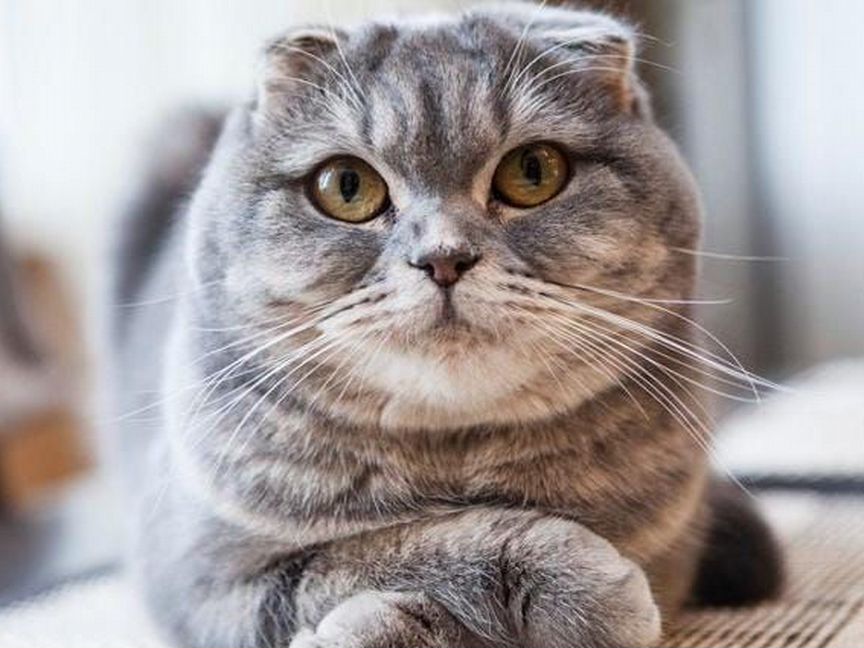 Вислоухие котики в дар. Спасены с улицы