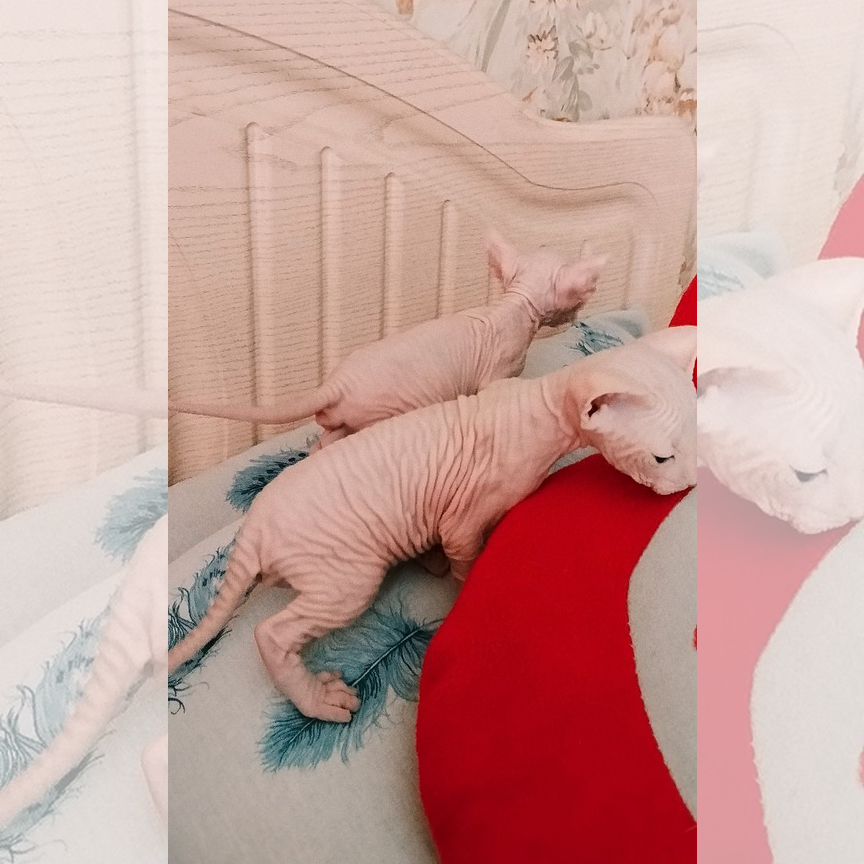 Донской сфинкс котёнок