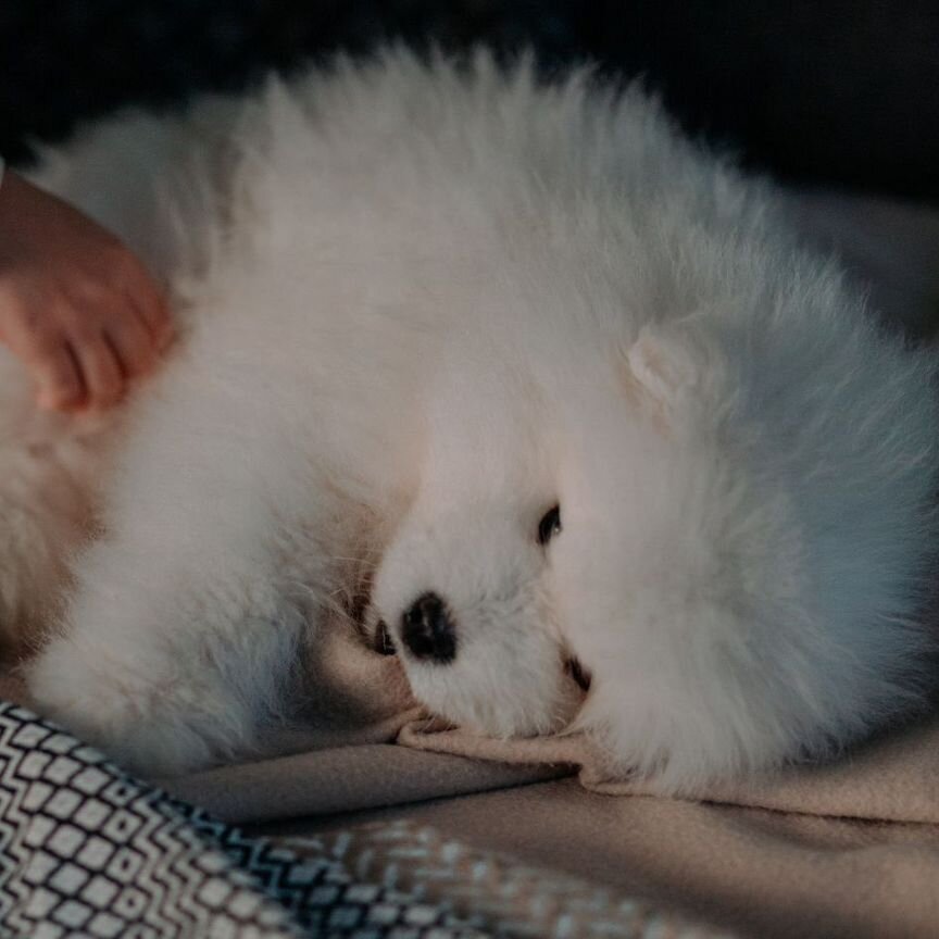 Самоедская собака, щенок