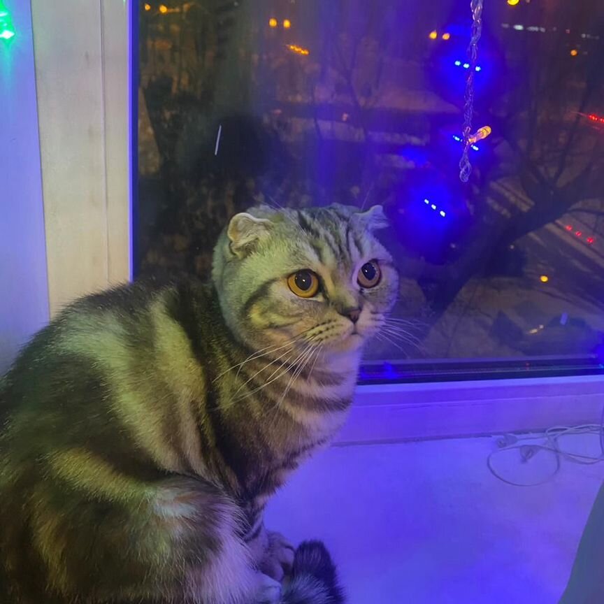 Шотланская вислоухая кошка