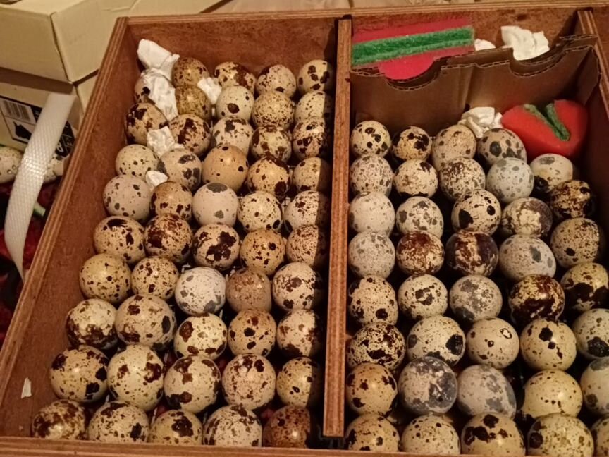 Перепелята манчжурцы