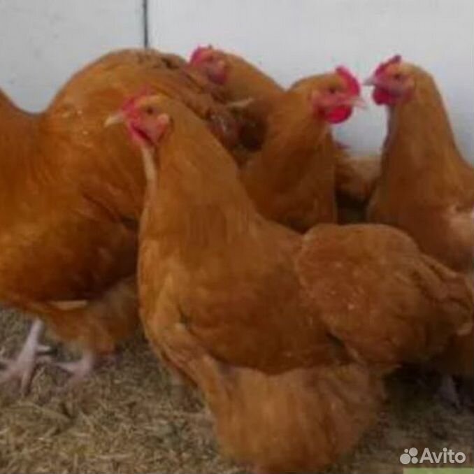 Семья орпингтон палевый