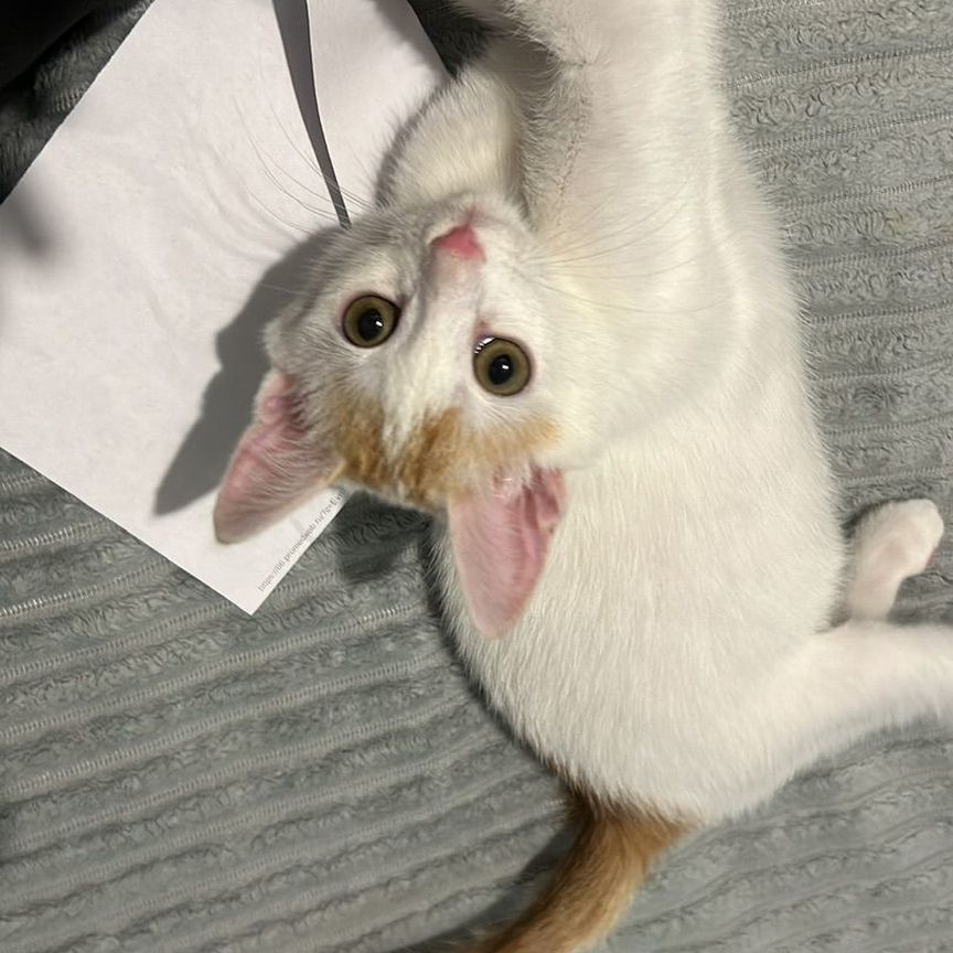 Котенок игривый