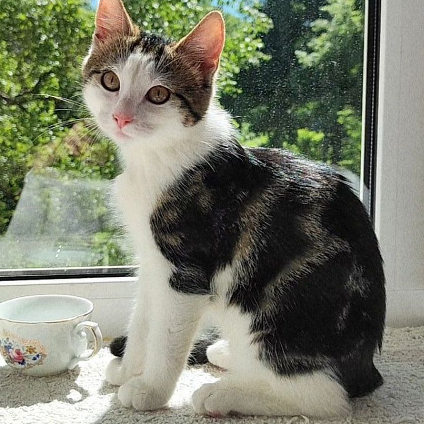Европейский короткошёрстный котёнок